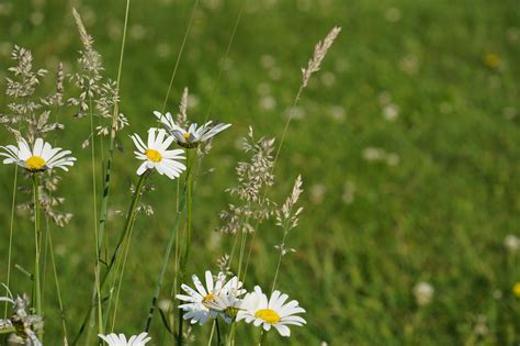 Daisies Flowers White Free Photo On Pixabay Pixabay