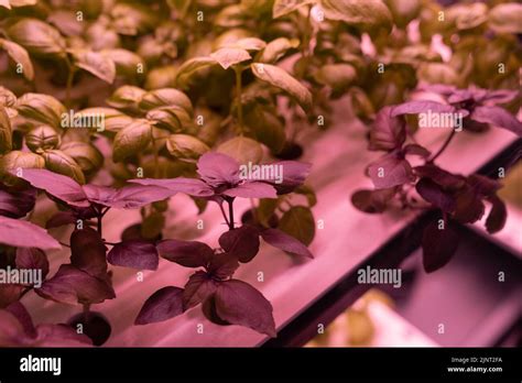 vegetable green salad and basil growing in hydroponic system plant