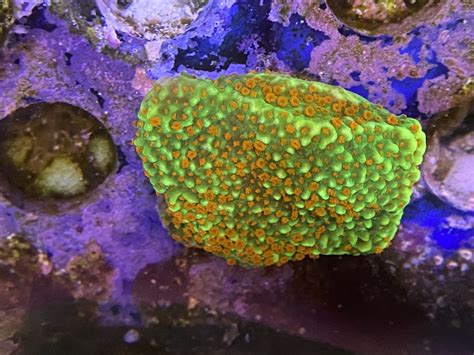 For Sale Dragon Soul Torch Glitter Bomb Goni Chalices Sps Frags