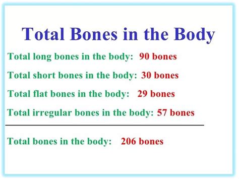 Classification Of Bones By Dr S N Singh Ppt
