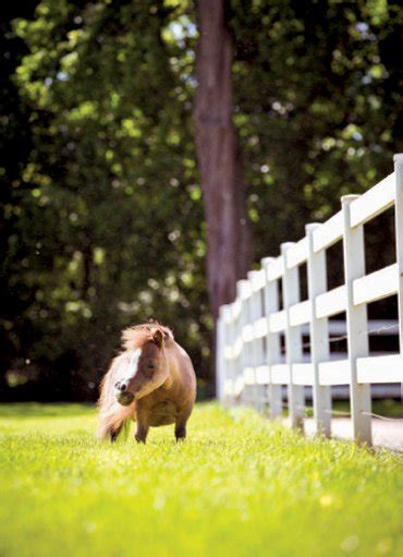 Meet Thumbelina The Worlds Smallest Horse St Louis Magazine