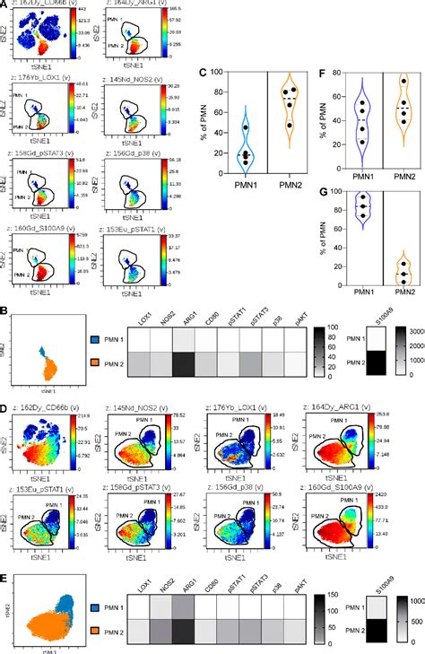 Figure 1 From Analysis Of Classical Neutrophils And Polymorphonuclear Myeloid Derived Suppressor