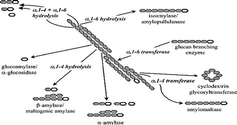 Figure 21 From Cloning And Expression Of Fungal Alpha Amylase Genes In
