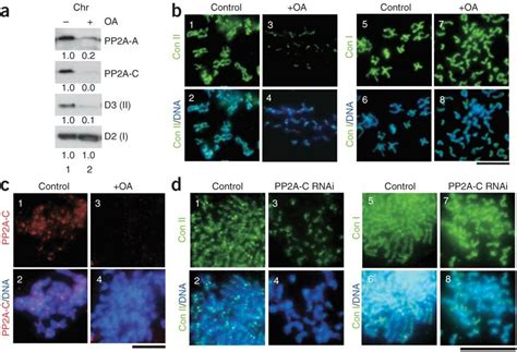 Pp2a Mediated Chromosomal Localization Of Condensin Ii Is Conserved In