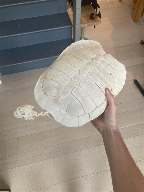 Turtle Wip I Have The Pelvis Shoulders And 3 Of The Legs As Well But