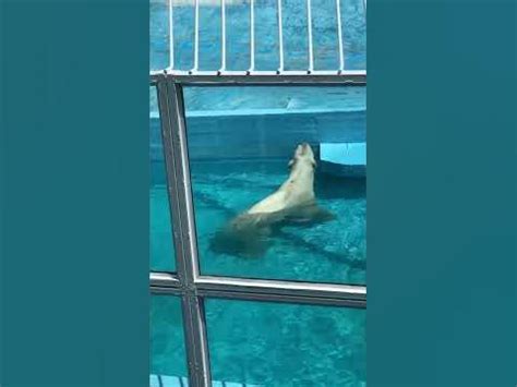 Вот такие бассейны с кристально чистой водой для животных в Сафари ...