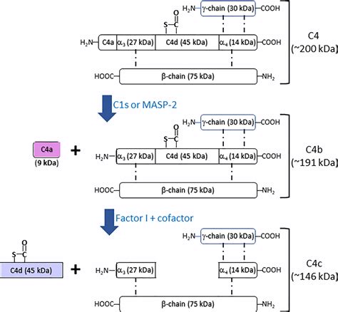 Frontiers Complement C4 Infections And Autoimmune Diseases