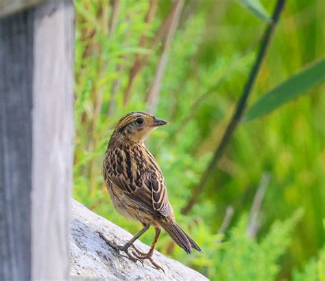 Marine Saltmarsh Sparrow Barbara Mccauley Facebook