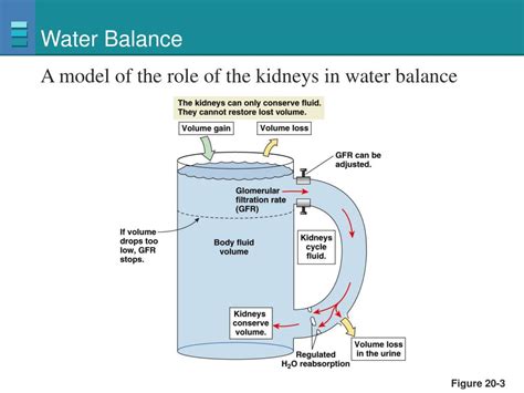 Ppt Fluid And Electrolyte Homeostasis Powerpoint Presentation Free