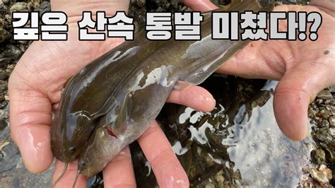 출근 전 통발 놓고 퇴근해서 걷어보자 깊은 산속 작은 계곡 대물이 산다 Youtube