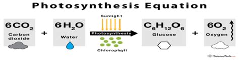 Biology Unit 5 Flashcards Quizlet