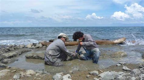 Dna Remnants Found In Fossil Of 6 Million Year Old Turtle Weirdnews
