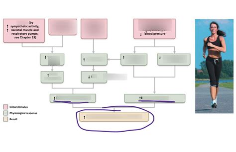 Factors Involved In Determining Cardiac Output Diagram Quizlet