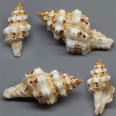 Latirus Polygonus 3940196