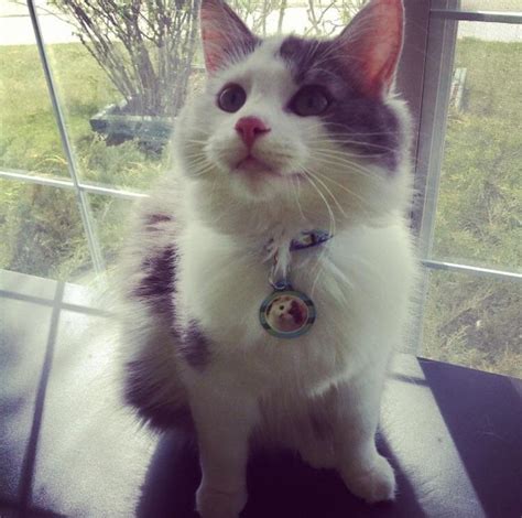 We Dont Have A Lot Of Photos Of Gary As A Kitten Heres One Of Him At