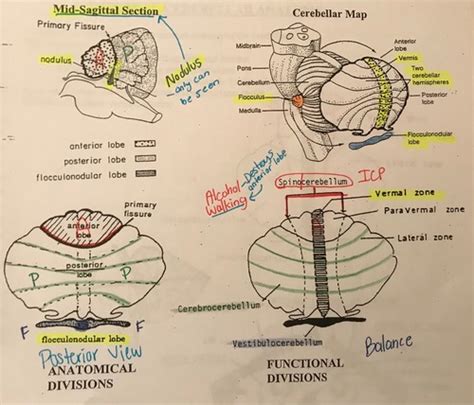 Neuro Part 2 Cerebellum Flashcards Quizlet