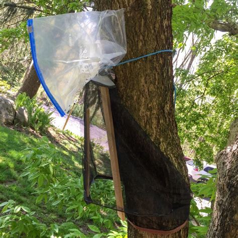 Never Use Sticky Tape For Lanternflies It Kills Birds Outside My Window