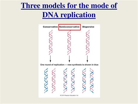 Ppt Lecture 16 Dna Replication Powerpoint Presentation Id 2560344