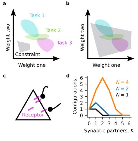 Constraints On Synaptic Connectivity A Synaptic Weights Occupy A Download Scientific Diagram