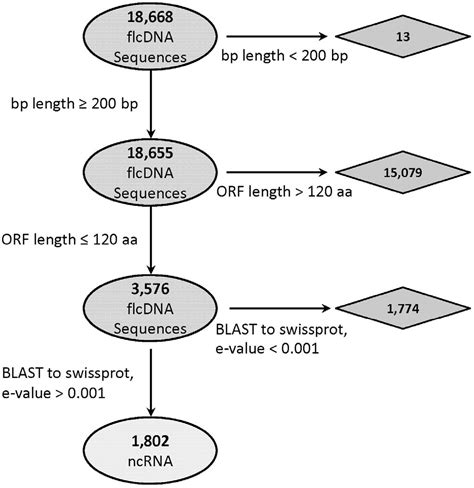 Figure 1 From Computational Identification And Functional Predictions