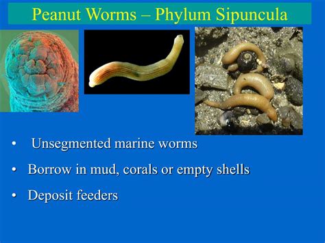 Ppt Invertebrates Powerpoint Presentation Free Download Id6395849