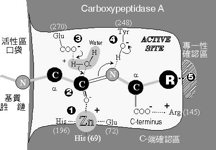 Enzyme 5 6