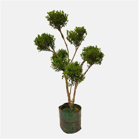 Arrayán Bolitas Buxus 2 Concepto Verde