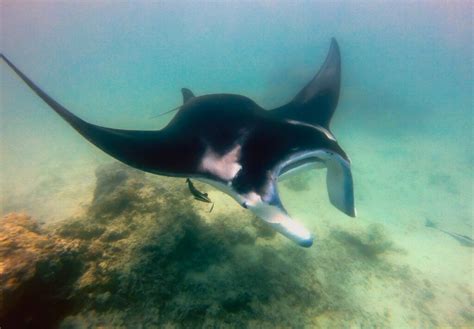 Where To Scuba Dive In French Polynesia The Tuamotu Islands Eat
