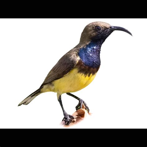 Olive Backed Sunbird Cinnyris Jugularis Identification Birda