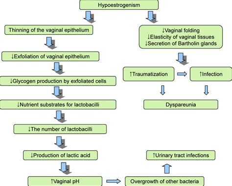Genitourinary Syndrome Of Menopause Causes Symptoms Diagnosis And Treatment