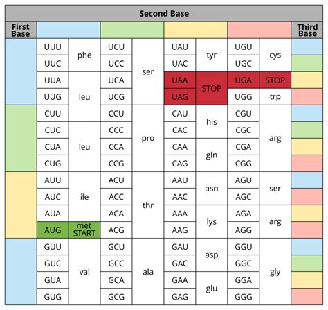 43 The Flow Of Biological Information Threshold Concepts In Biochemistry