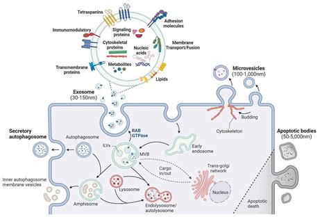 Multi Omics Technologies In Exosome Analysis Creative Biostructure