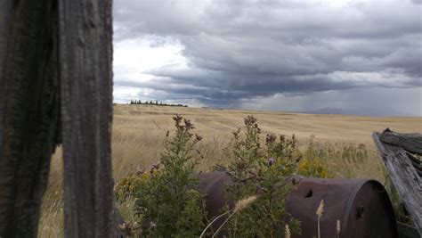 Sweetgrass Old And New Abmi Blog