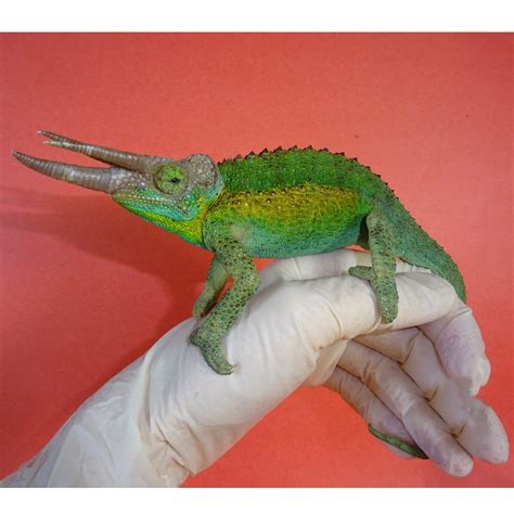 Jackson Chameleon