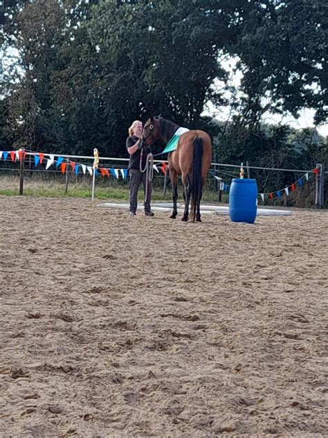 Mooie Grote Arabisch Volbloed Ruin Bokt Nl