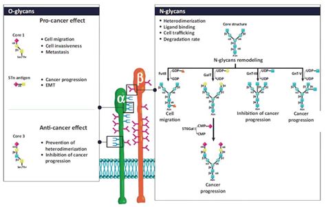 Cells Free Full Text Molecular Modeling Insights Into The Structure
