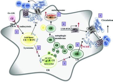 4 The Strategy To Inhibit Foam Cell Formation And Increase Reverse