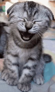 Cats Laughing S Tenor