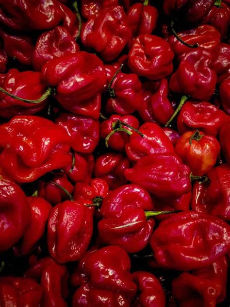 Superhot Chili Peppers Hottest Chili Peppers In The World A List Of