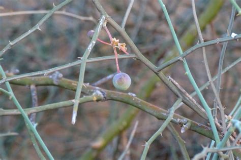 List Of Trees That Start With K Flora Fauna Fun List Of Trees That Start With K Flora Fauna Fun