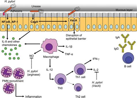 Pathogenesis Of Helicobacter Pylori H Pylori Infection Several My Xxx Hot Girl