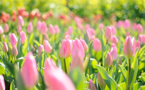 Tulipes Roses Champ Hd Fond Décran Aperçu