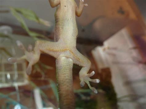 Sexage Phelsuma Laticauda Savoir Et Technique Nimo