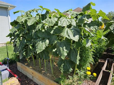 Harvested My Sunflower Heads Today Left Their Stalks In The Ground To