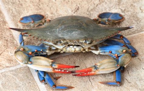While Italy Is Struggling With Blue Crab An Exotic Species That