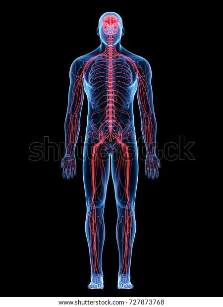 Human Anatomic Skeleton Over 93862 Royalty Free Licensable Stock