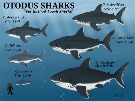 Otodus Sharks Rpaleoart