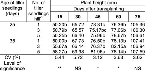 Interaction Effect Of Age Of Tiller Seedlings And Number Of Tiller