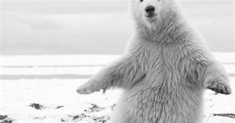 Dancing Polar Bear Imgur