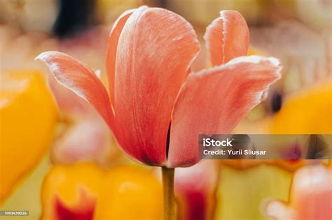 네덜란드 튤립 클로즈업 선택적 초점 흐릿한 배경 부드러운 꽃 꽃 정원 봄 시즌 현대 토닝 개화기에 대한 스톡 사진 및 기타 이미지 개화기 경외감 꽃 나무 Istock